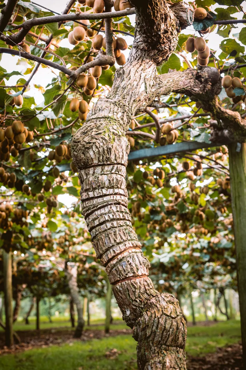 Old kiwifruit vine trunk